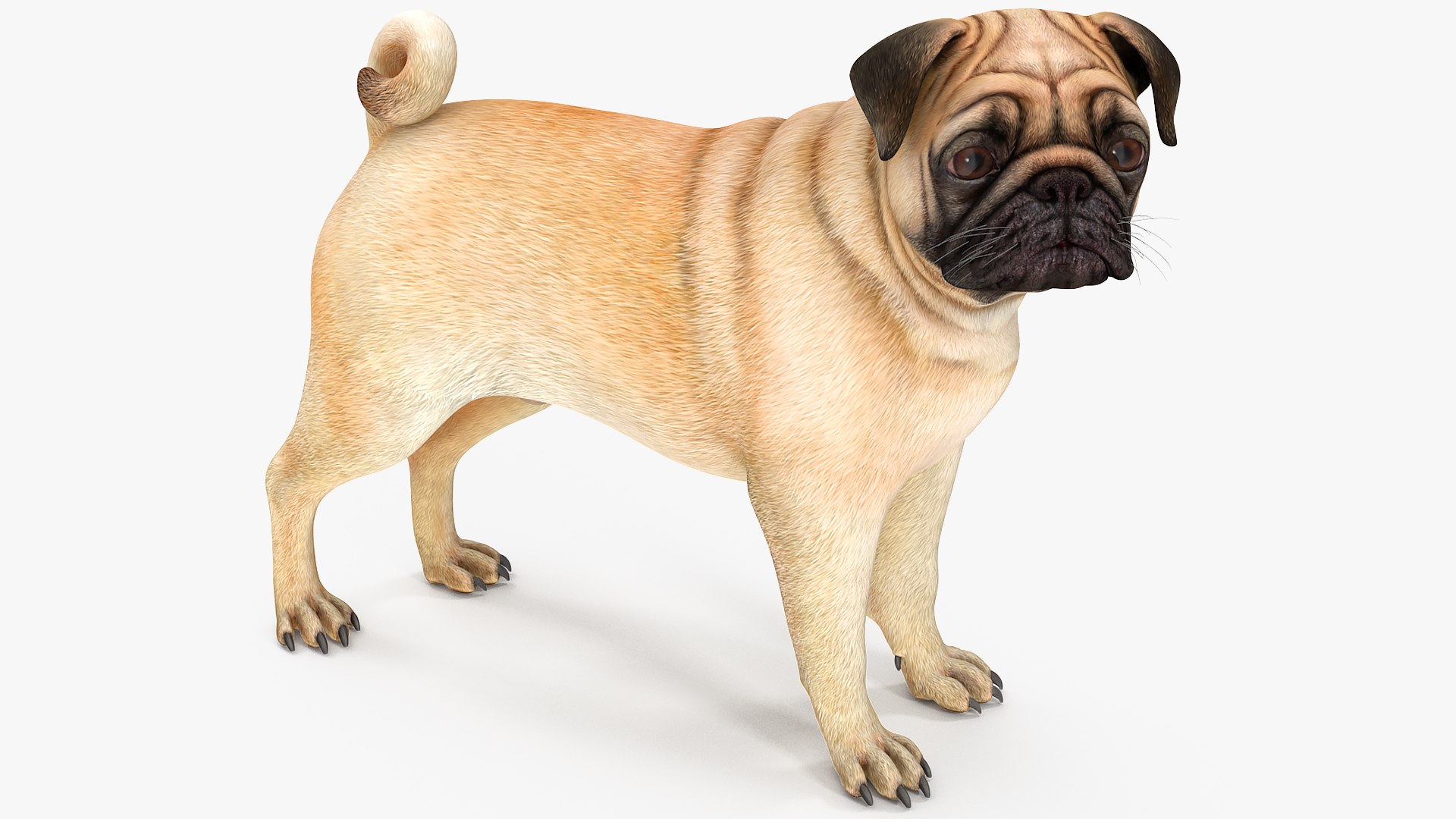 Pug dog rigged 3D model - TurboSquid 1683176