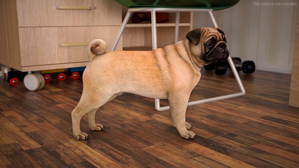 Pug dog rigged 3D model - TurboSquid 1683176