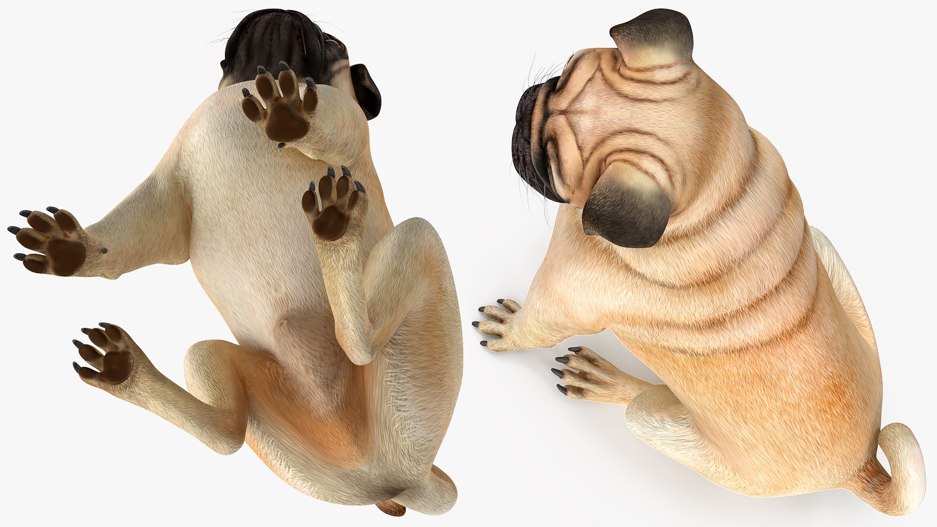 Pug Dog Rigged 3D Model - TurboSquid 1683176