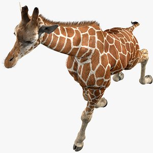 giraffe 3d view google