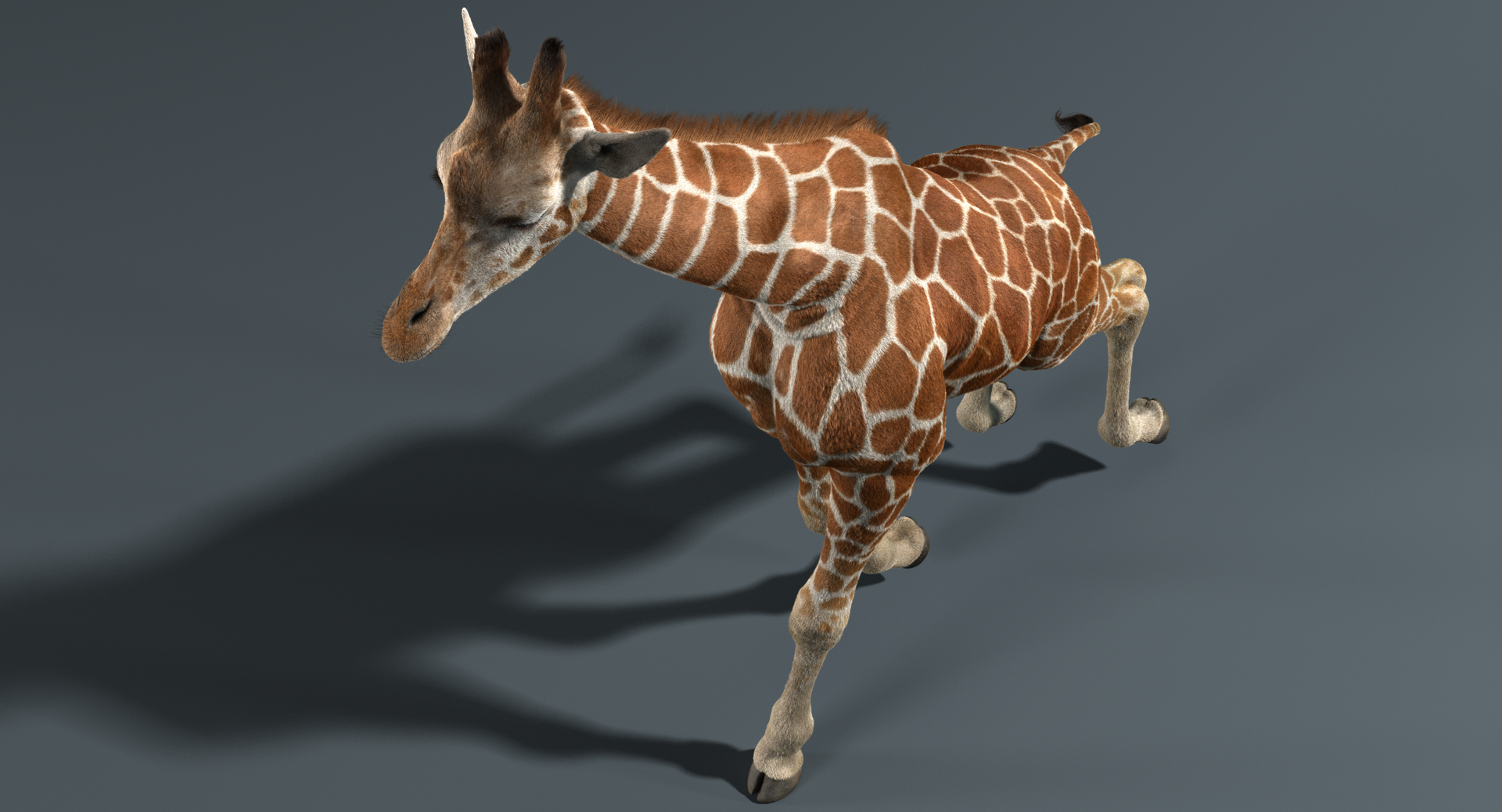 3D realistic giraffe fur tongue animation - TurboSquid 1421010