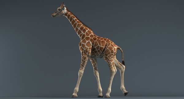 3D realistic giraffe fur tongue animation - TurboSquid 1421010