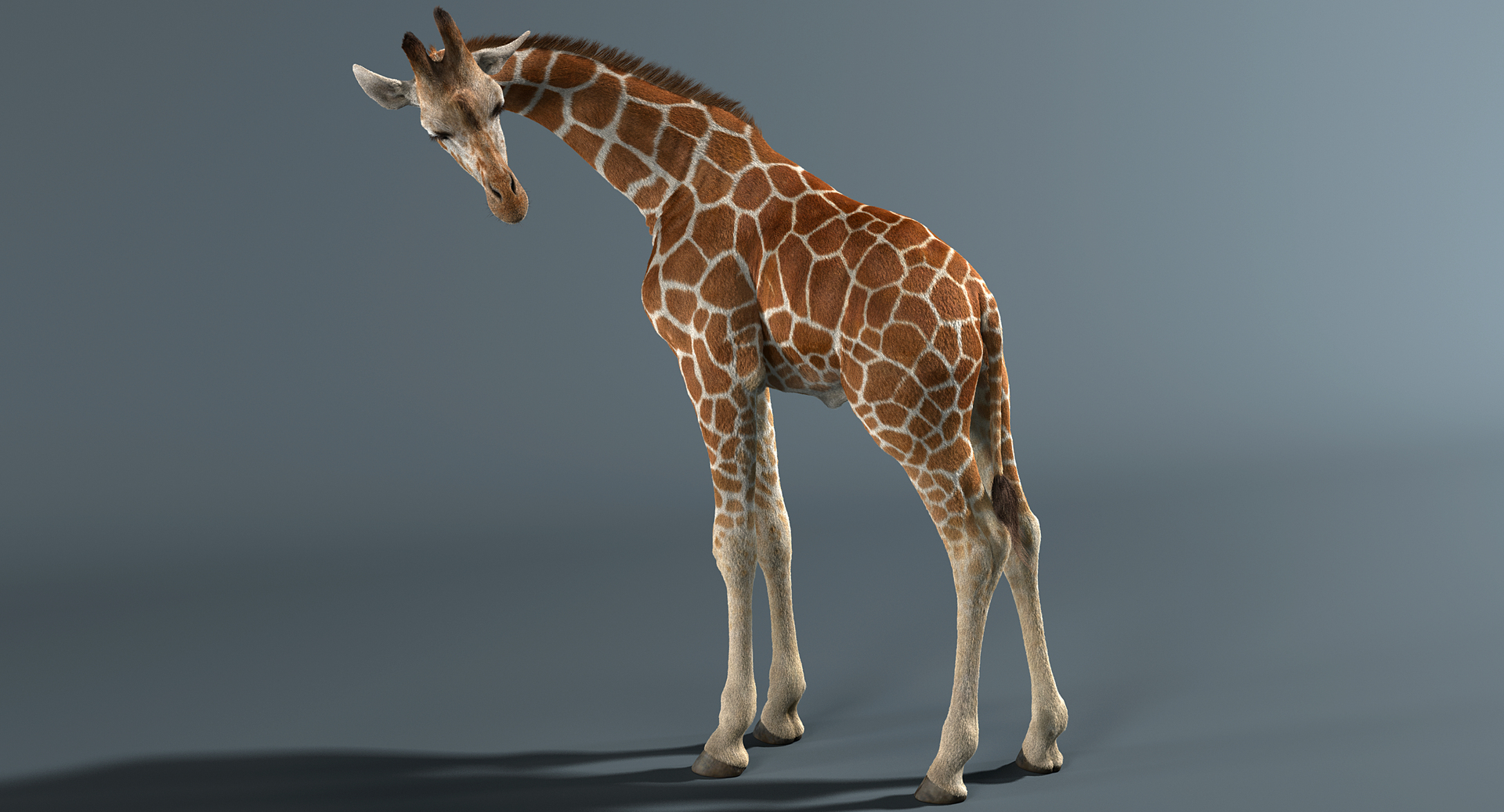 3D realistic giraffe fur tongue animation - TurboSquid 1421010