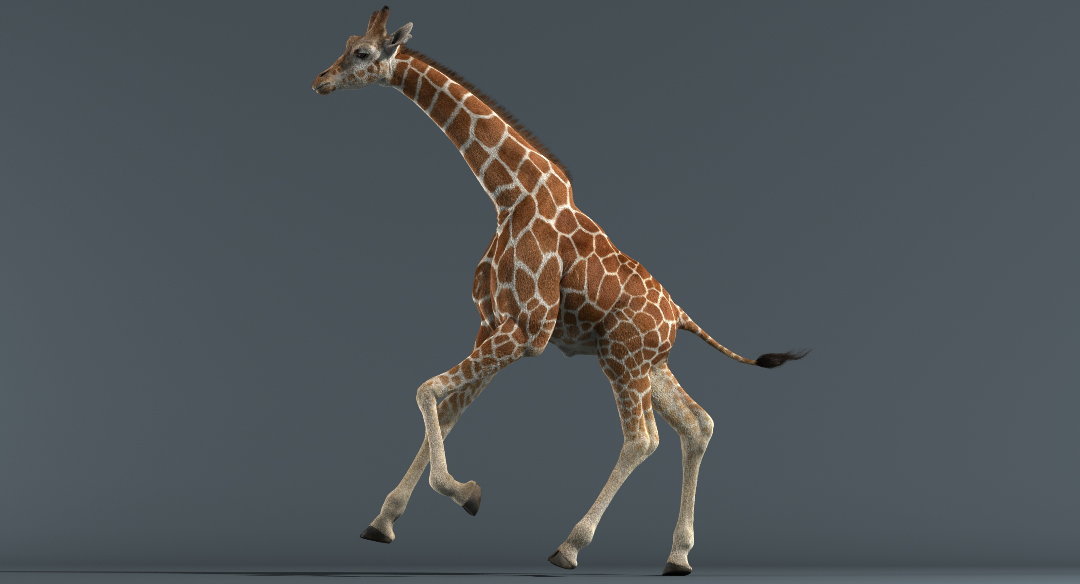 3D realistic giraffe fur tongue animation - TurboSquid 1421010