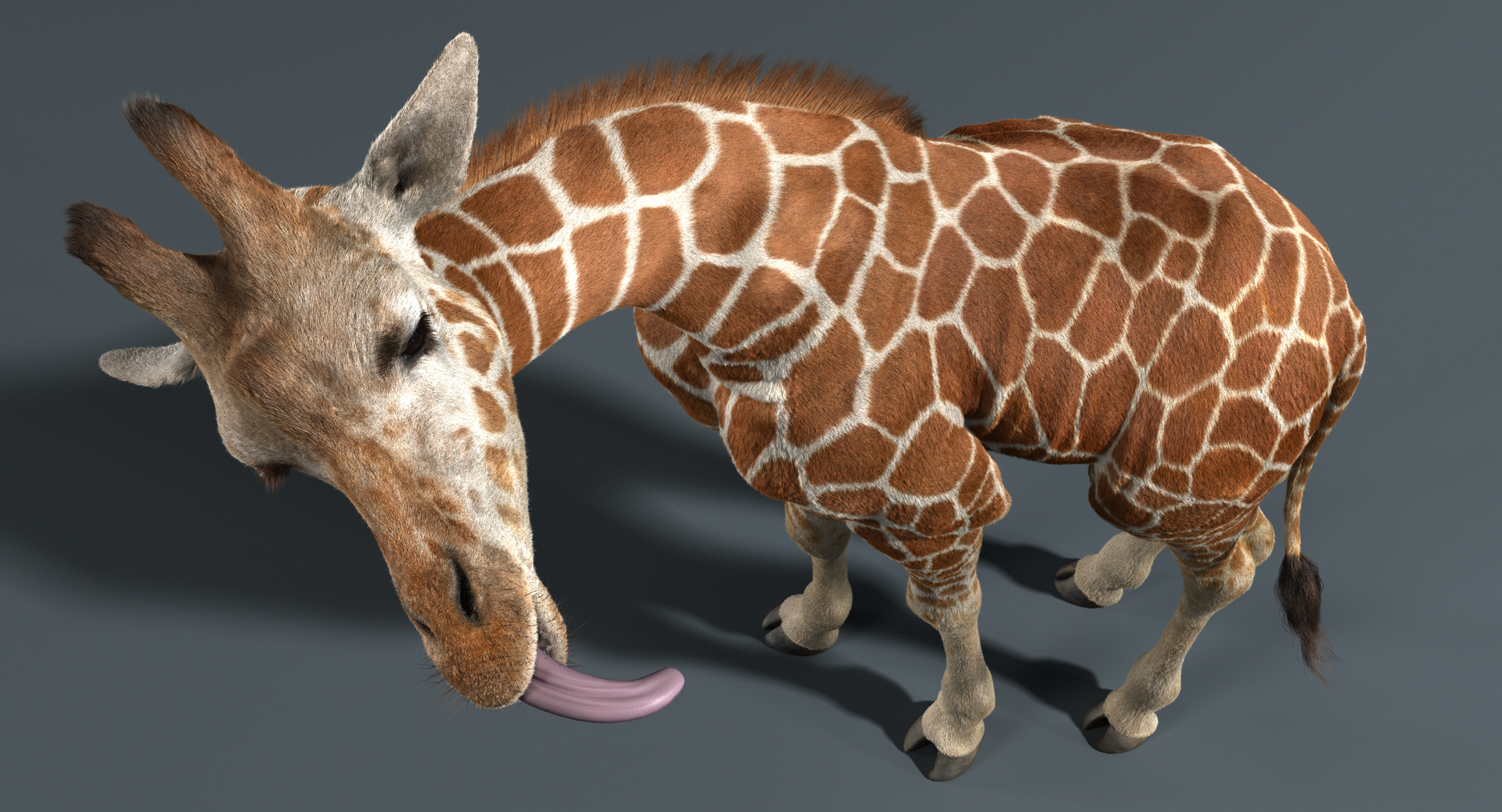 3D realistic giraffe fur tongue animation - TurboSquid 1421010