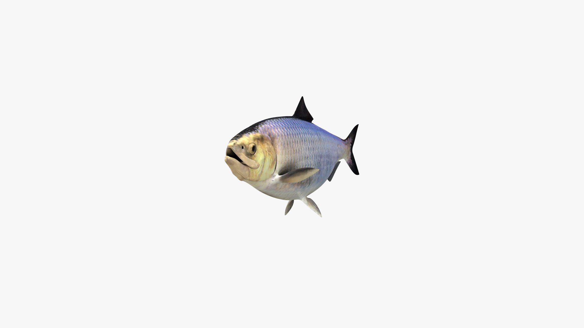 3D American Shad - TurboSquid 2132536