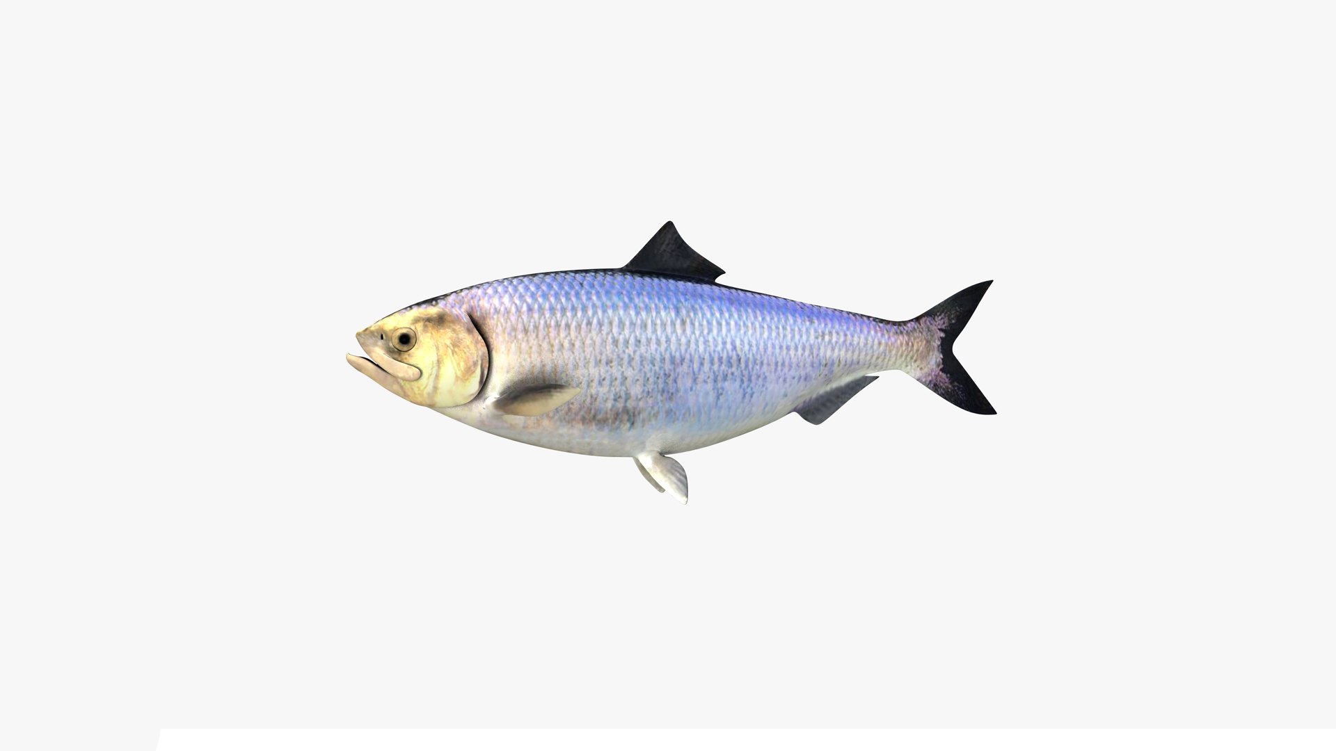 3D American Shad - TurboSquid 2132536