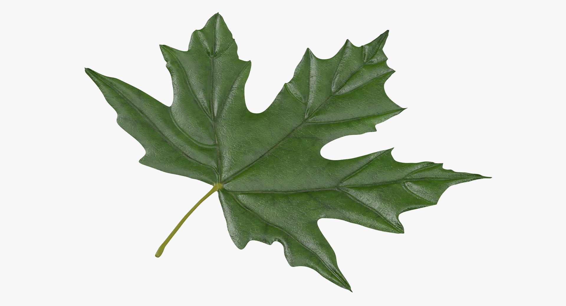 3d green maple leaf model