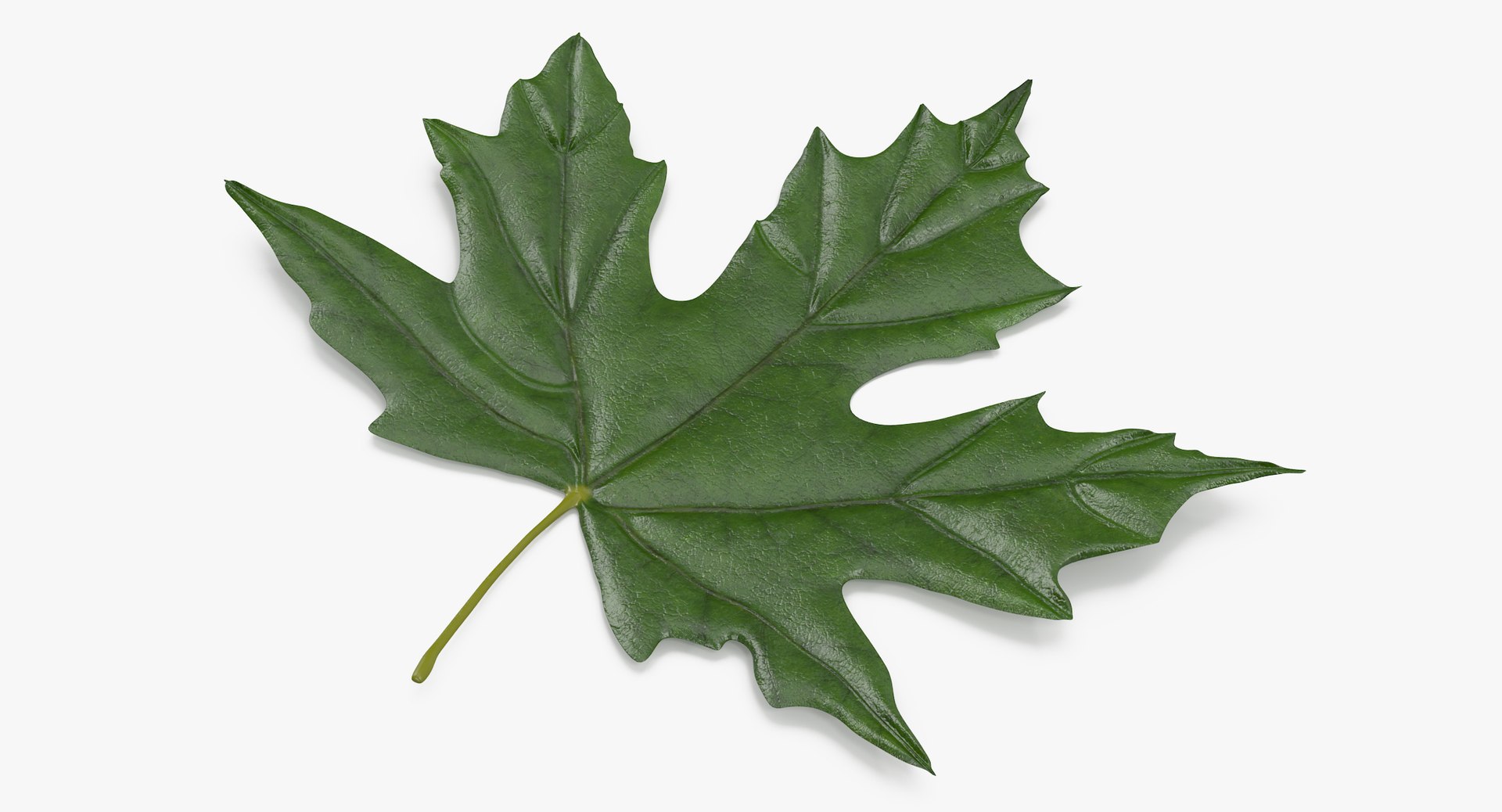 3d green maple leaf model