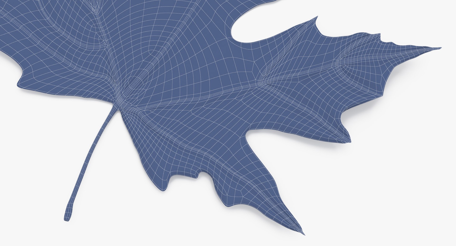 3d green maple leaf model
