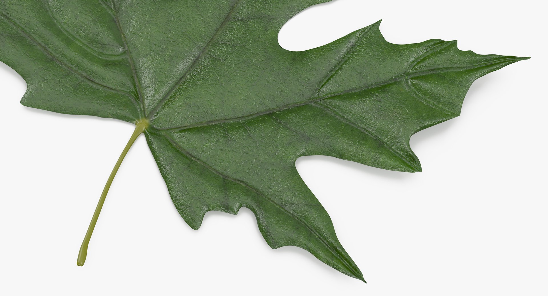 3d green maple leaf model