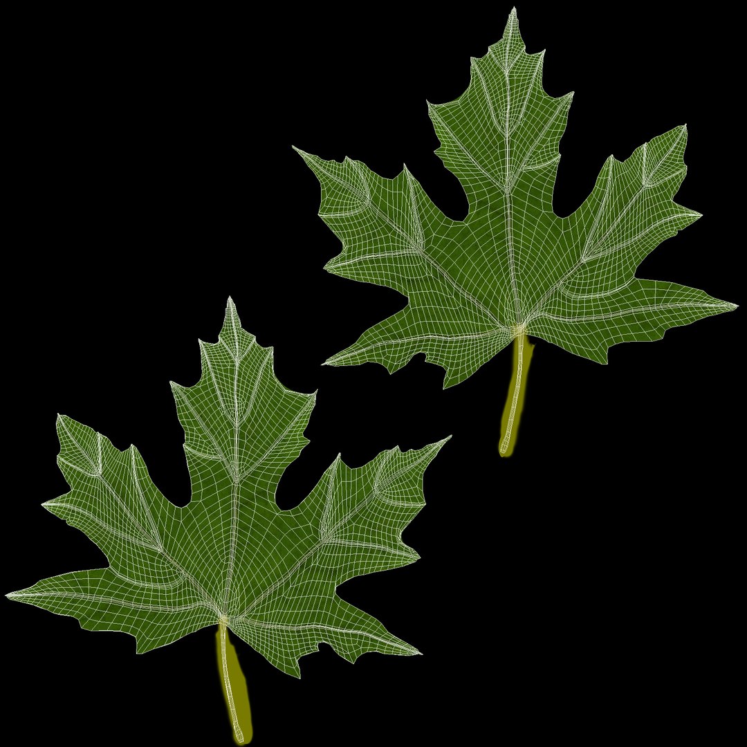 3d green maple leaf model
