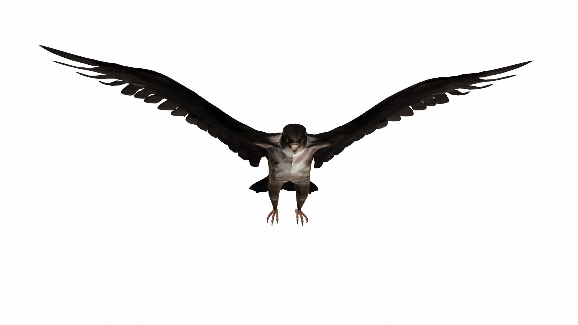 Falcon Bird 3D - TurboSquid 1672241