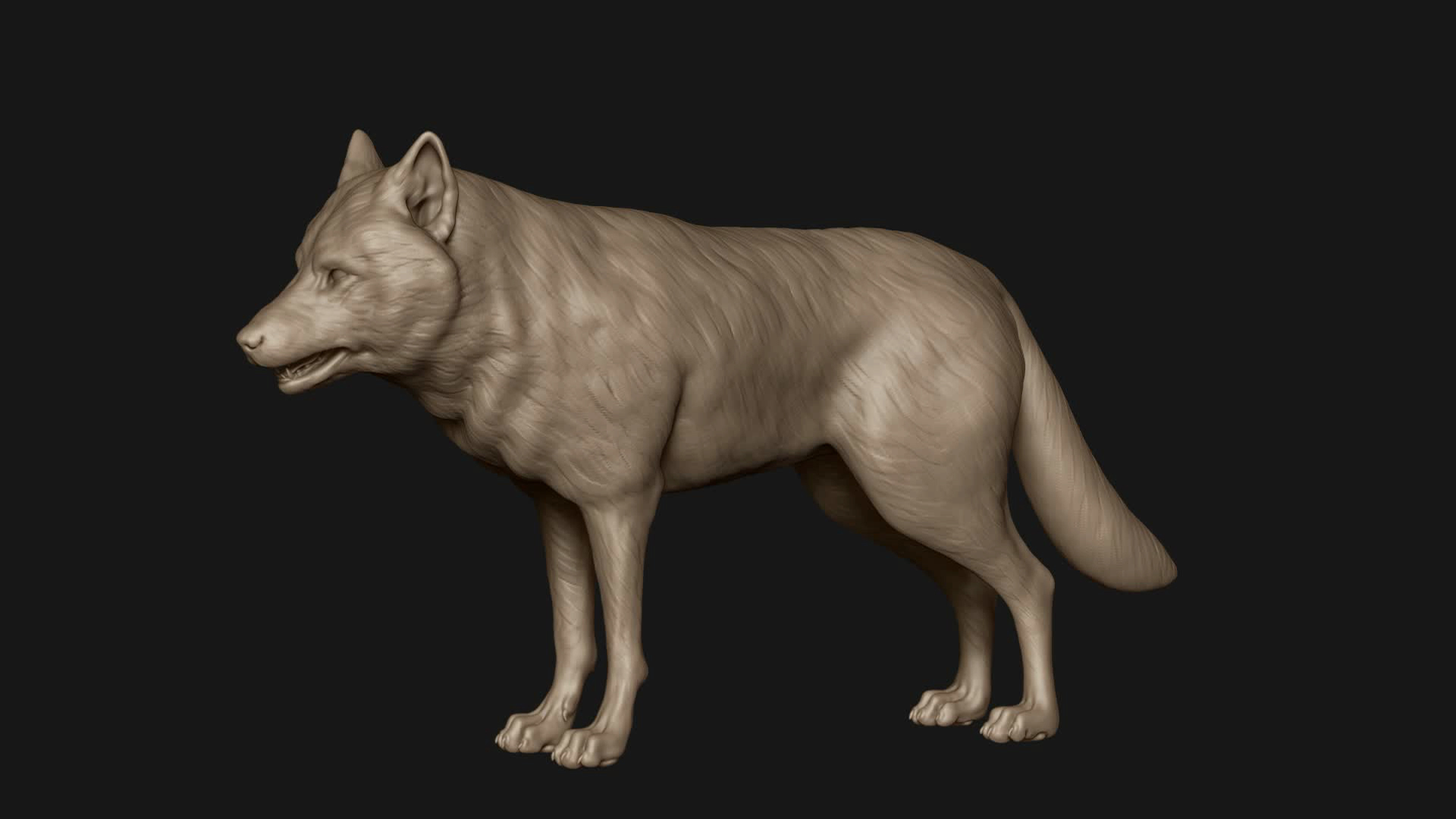 Gray Wolf Base Mesh 3D Model 3D Model - TurboSquid 1863594