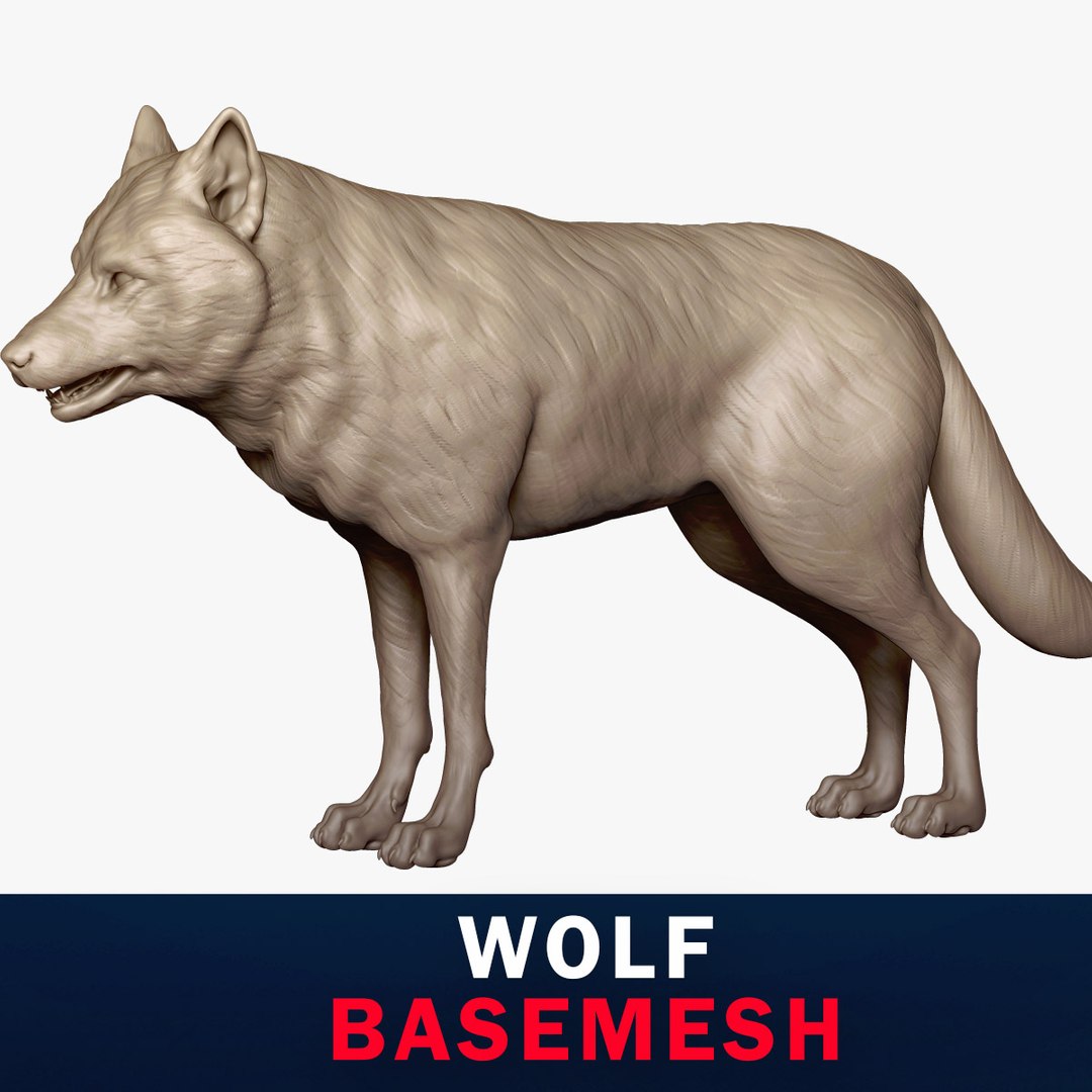 Gray Wolf Base Mesh 3D Model 3D Model - TurboSquid 1863594