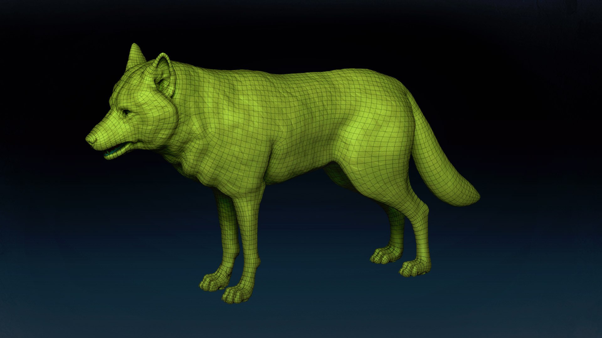 Gray Wolf Base Mesh 3D Model 3D Model - TurboSquid 1863594