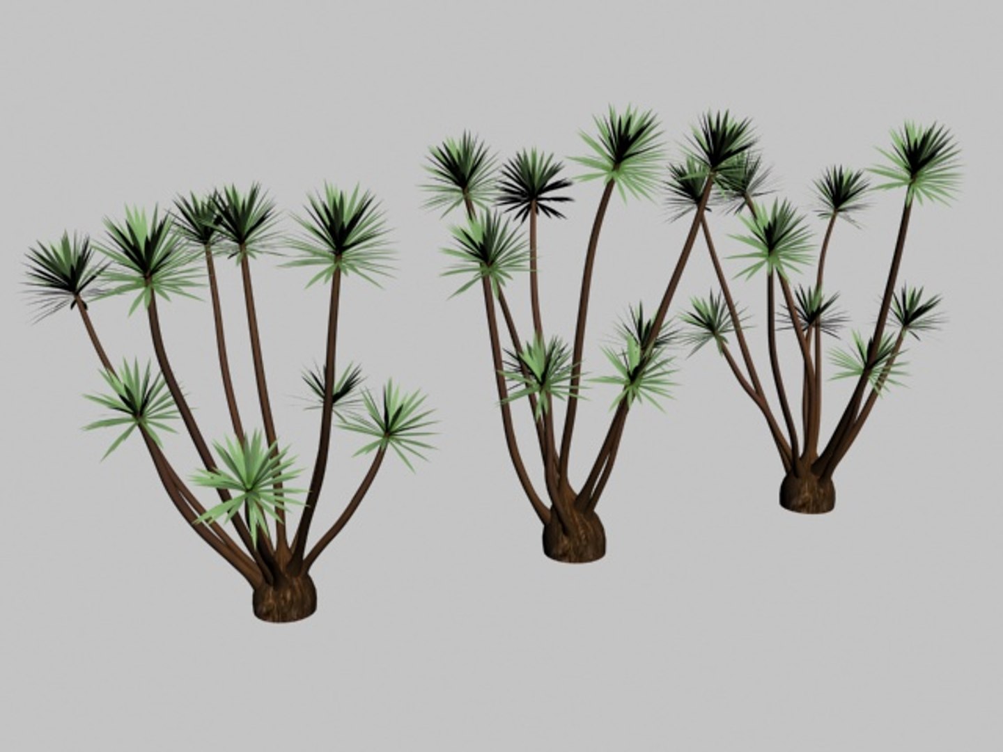 Palm Tree Yucca 3d Model