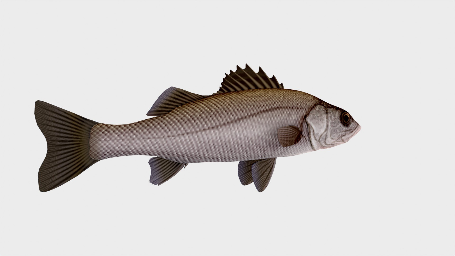 Sea Bass Fish 3D Model Low Poly Model - TurboSquid 2242734