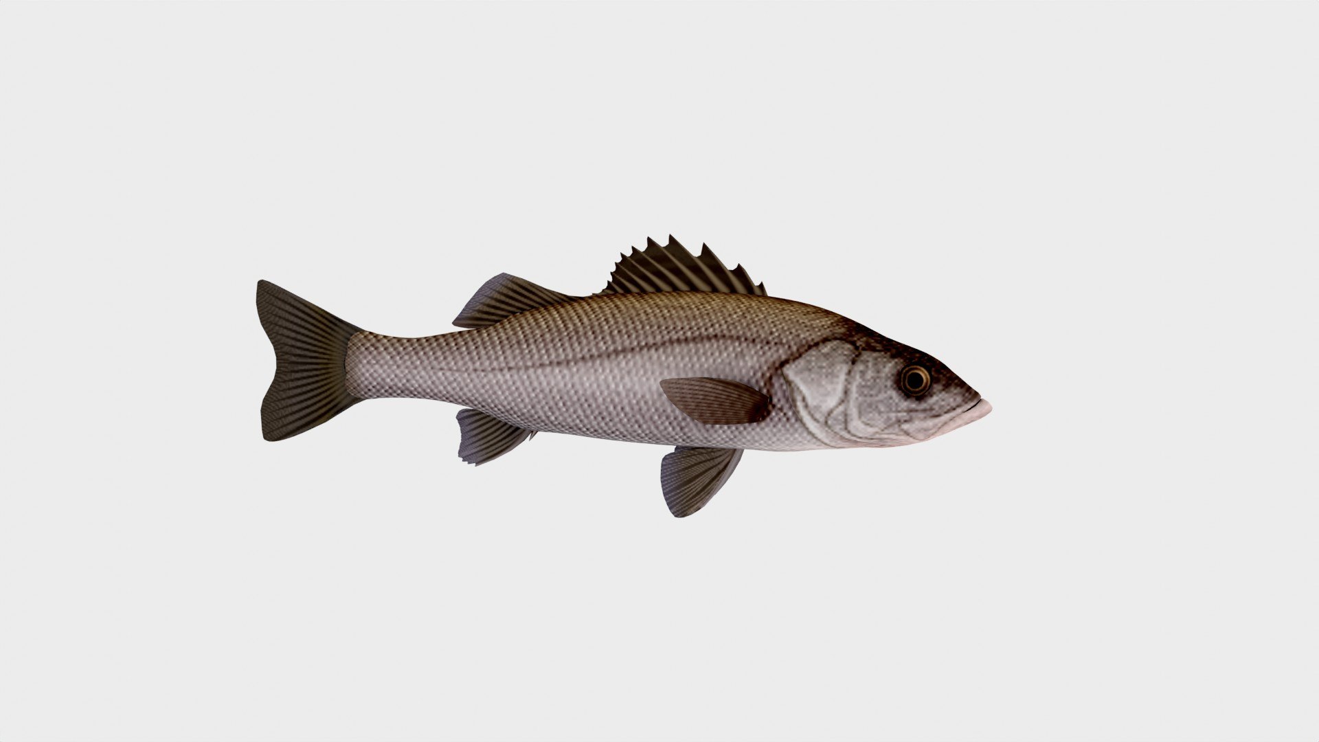 Sea Bass Fish 3D Model Low Poly Model - TurboSquid 2242734
