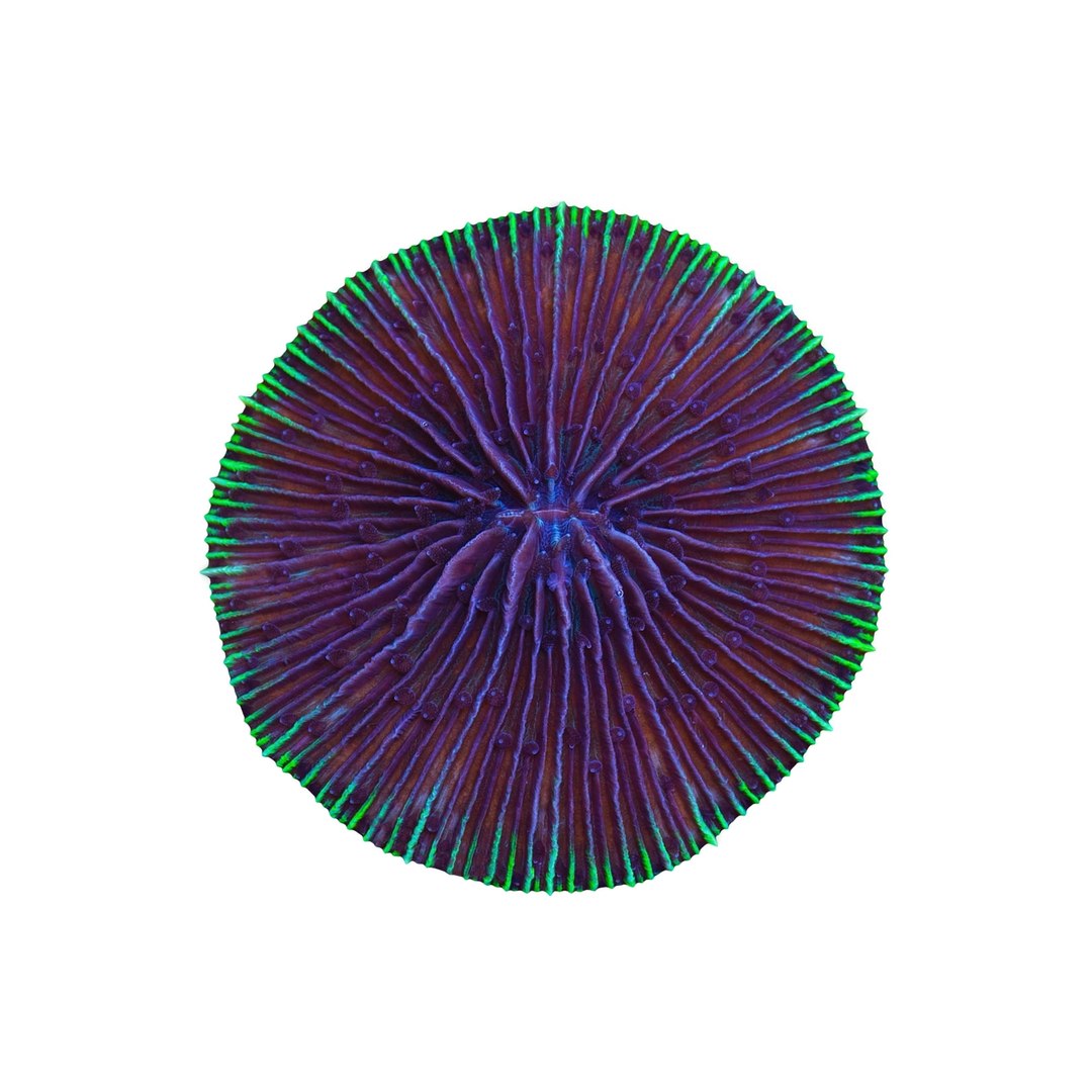 fungia plate coral 3d 3ds