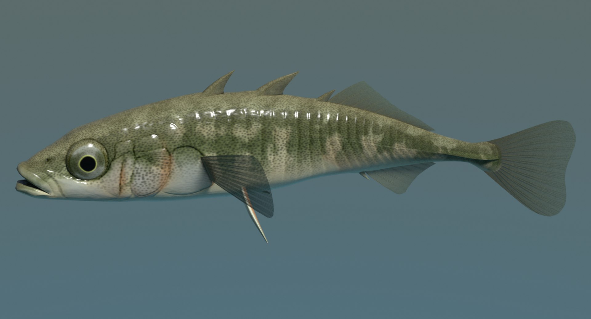 3d Swimming Model