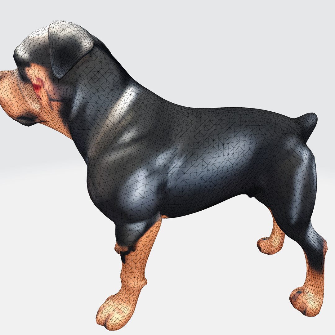 3D Muscular Rottweiler - TurboSquid 2275574
