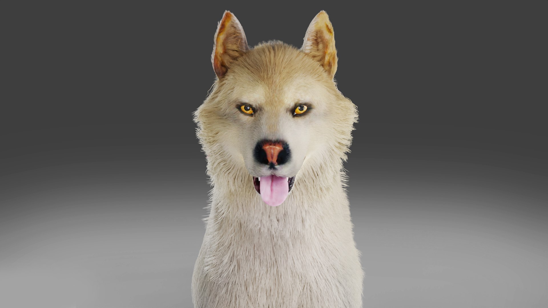 Fur Gray Wolf V02 NO Rigged 3D - TurboSquid 1988983