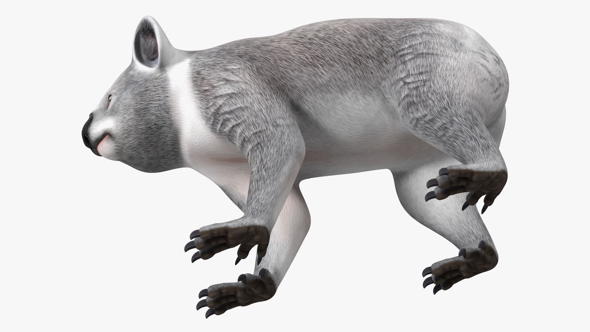 3D Phascolarctos Cinereus - TurboSquid 2167459