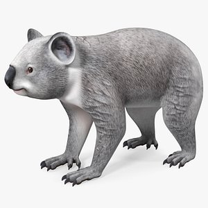Koala 3D Models for Download | TurboSquid