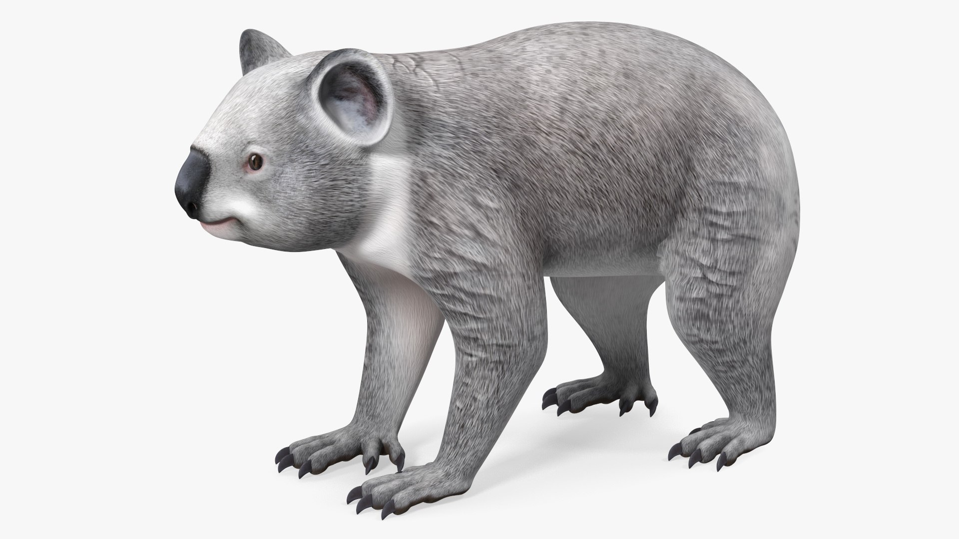 3D Phascolarctos Cinereus - TurboSquid 2167459