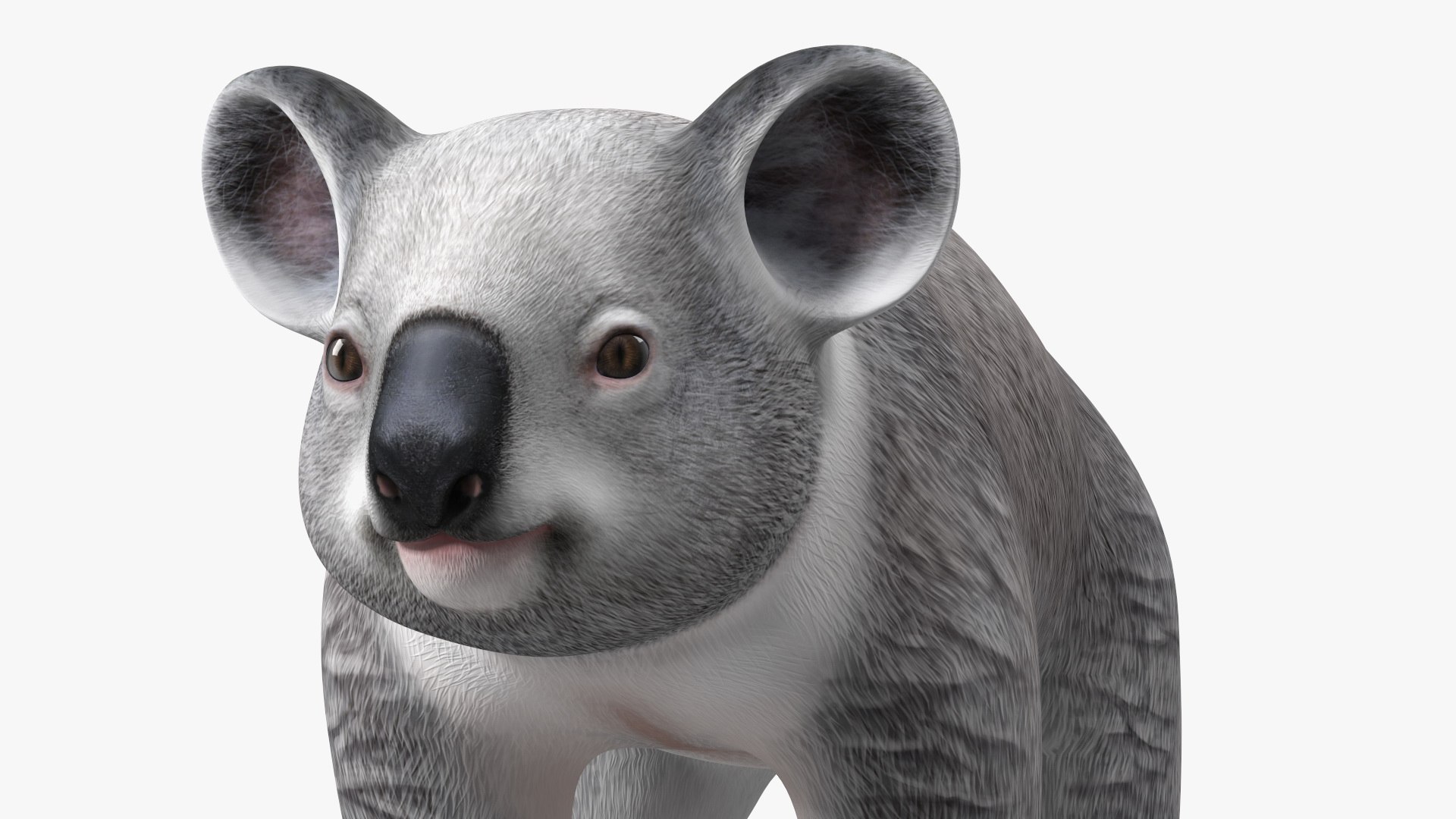 3D Phascolarctos Cinereus - TurboSquid 2167459