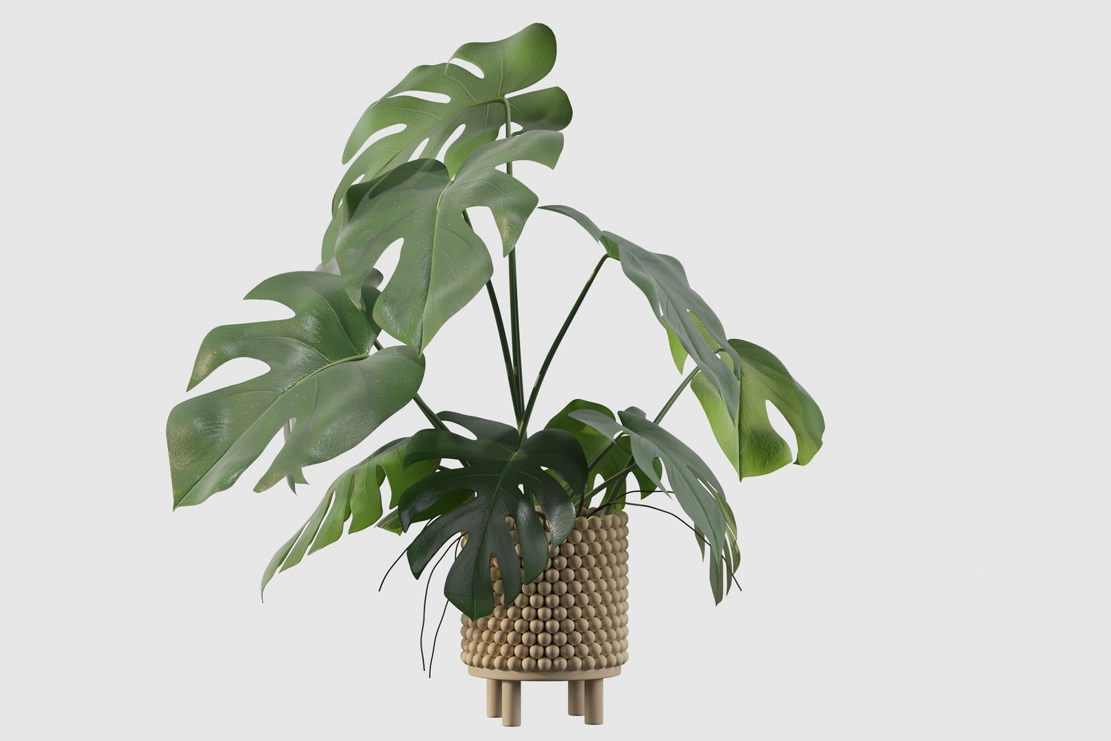Monstera Ficus Ali Model - TurboSquid 1689218