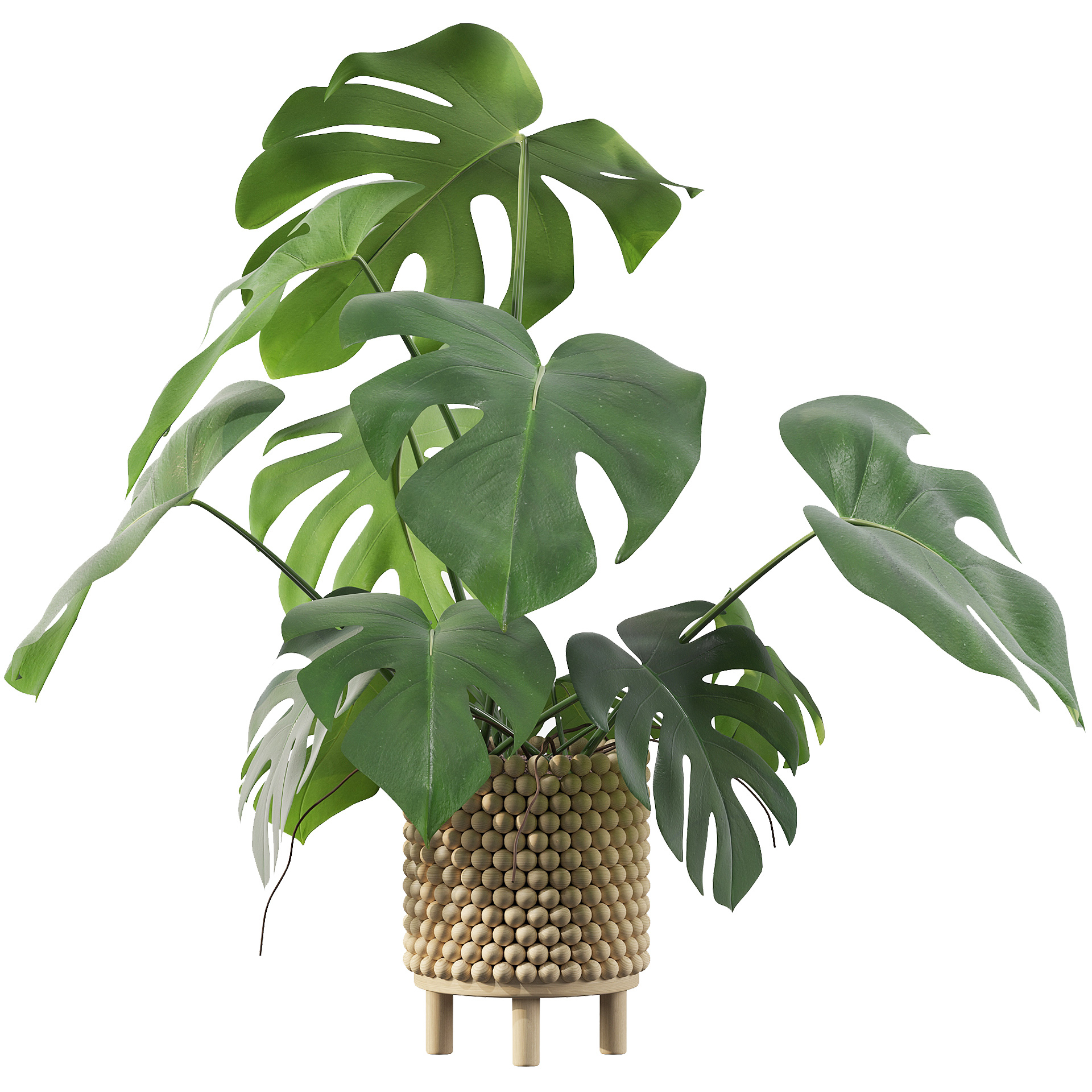 Monstera ficus ali model - TurboSquid 1689218