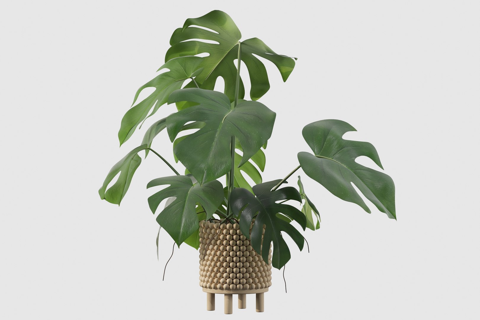 Monstera Ficus Ali Model - TurboSquid 1689218