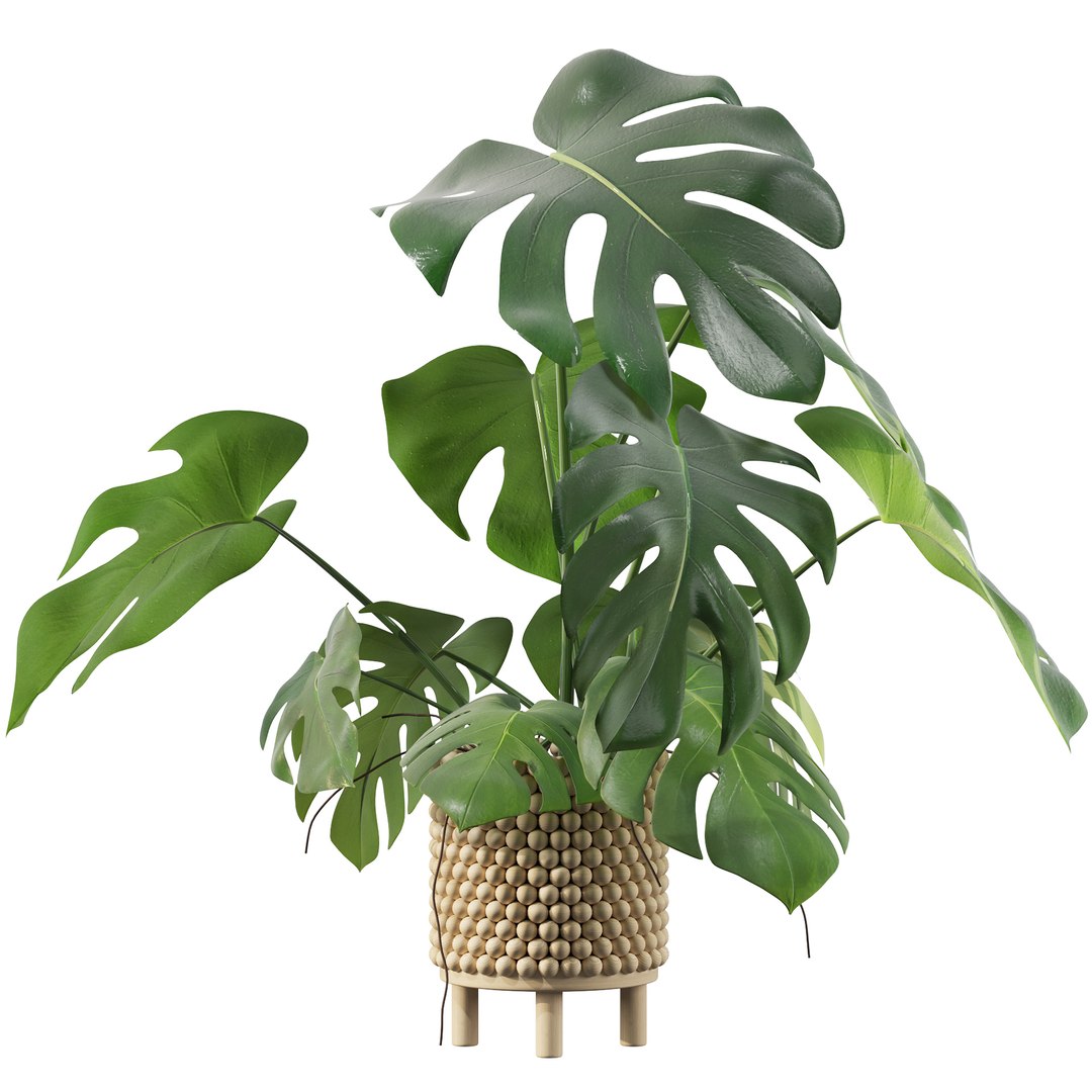 Monstera Ficus Ali Model - TurboSquid 1689218
