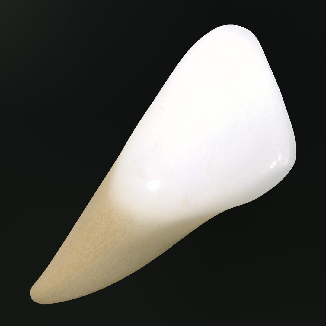 Tooth Lower Central Incisor 3d Model