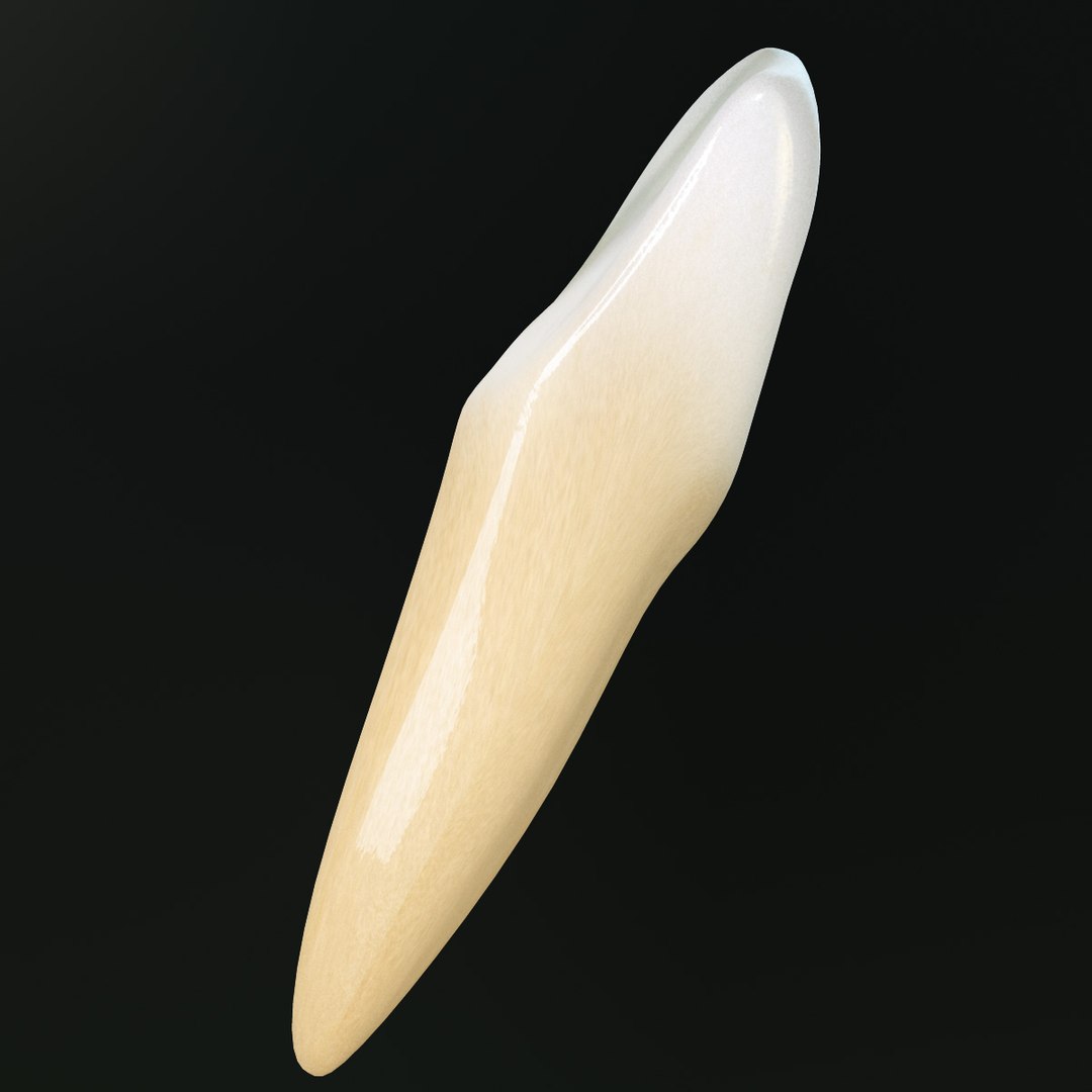 Tooth Lower Central Incisor 3d Model