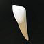Tooth Lower Central Incisor 3d Model