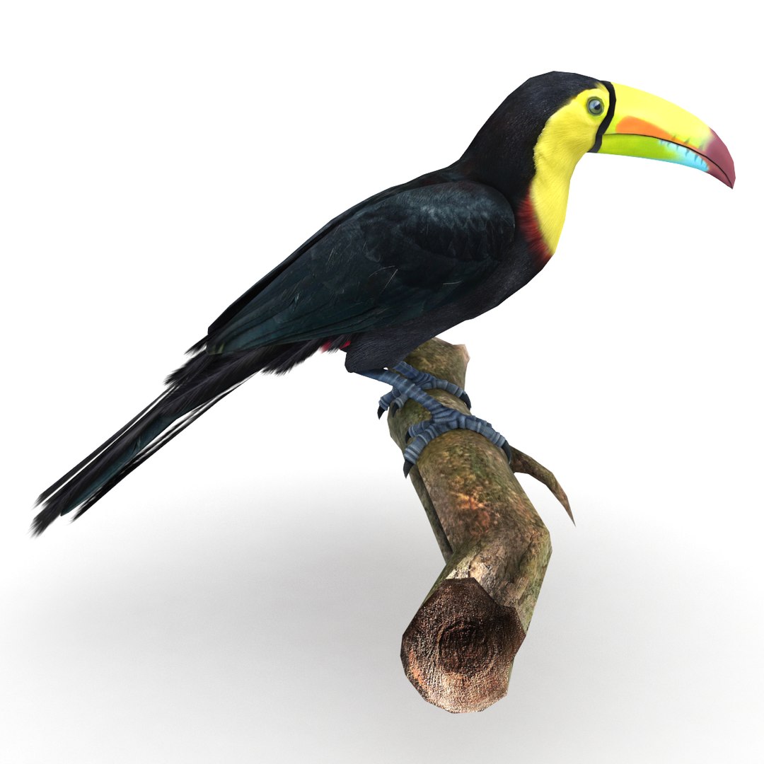 3D Toucan - TurboSquid 1404638