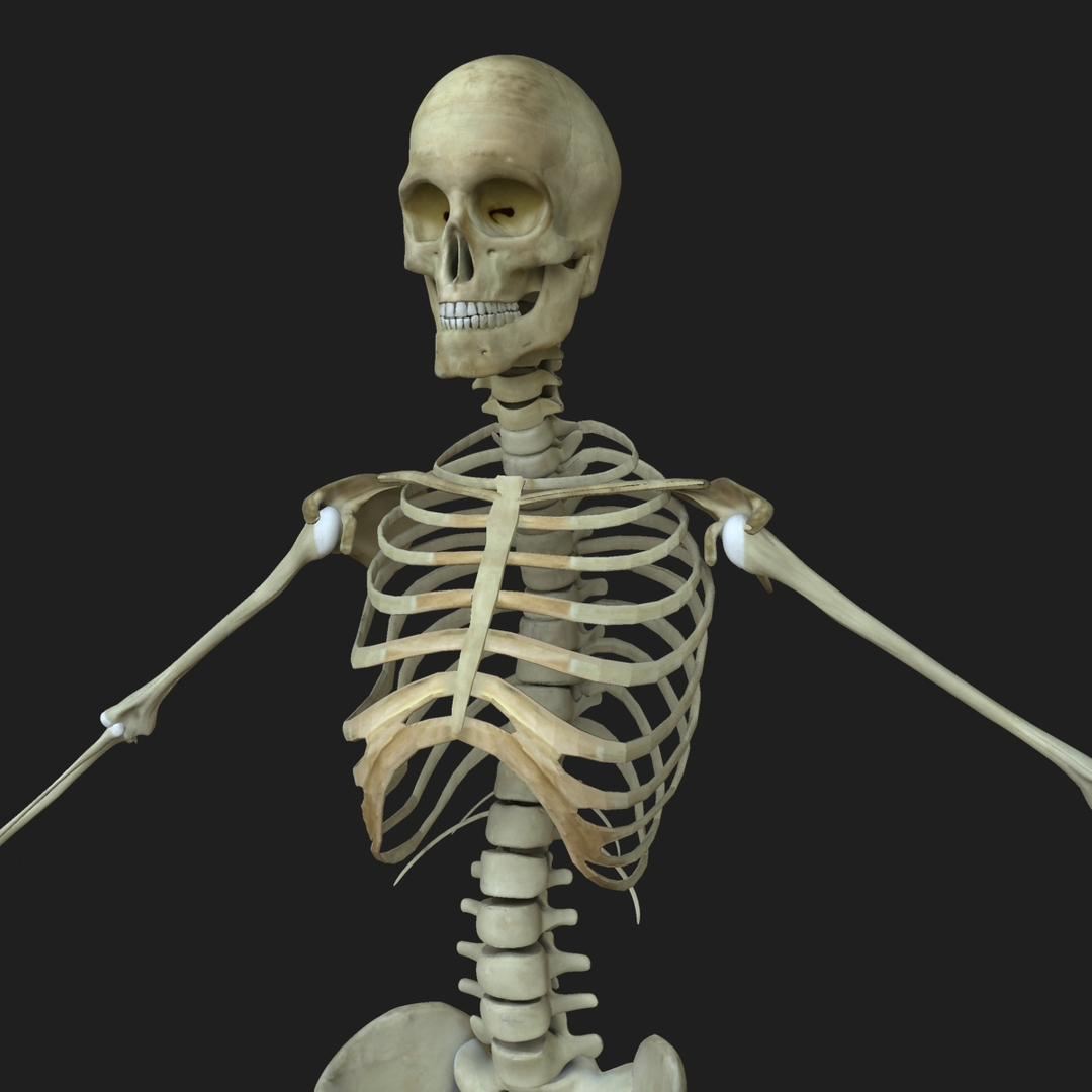 central nervous skeleton fe 3d model
