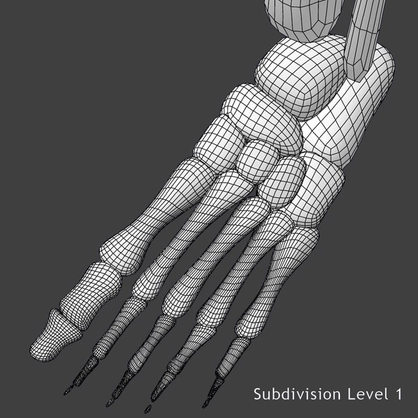 central nervous skeleton fe 3d model