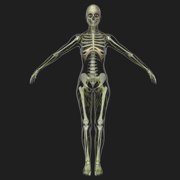 central nervous skeleton fe 3d model