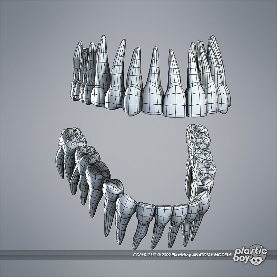 Human Teeth 3ds
