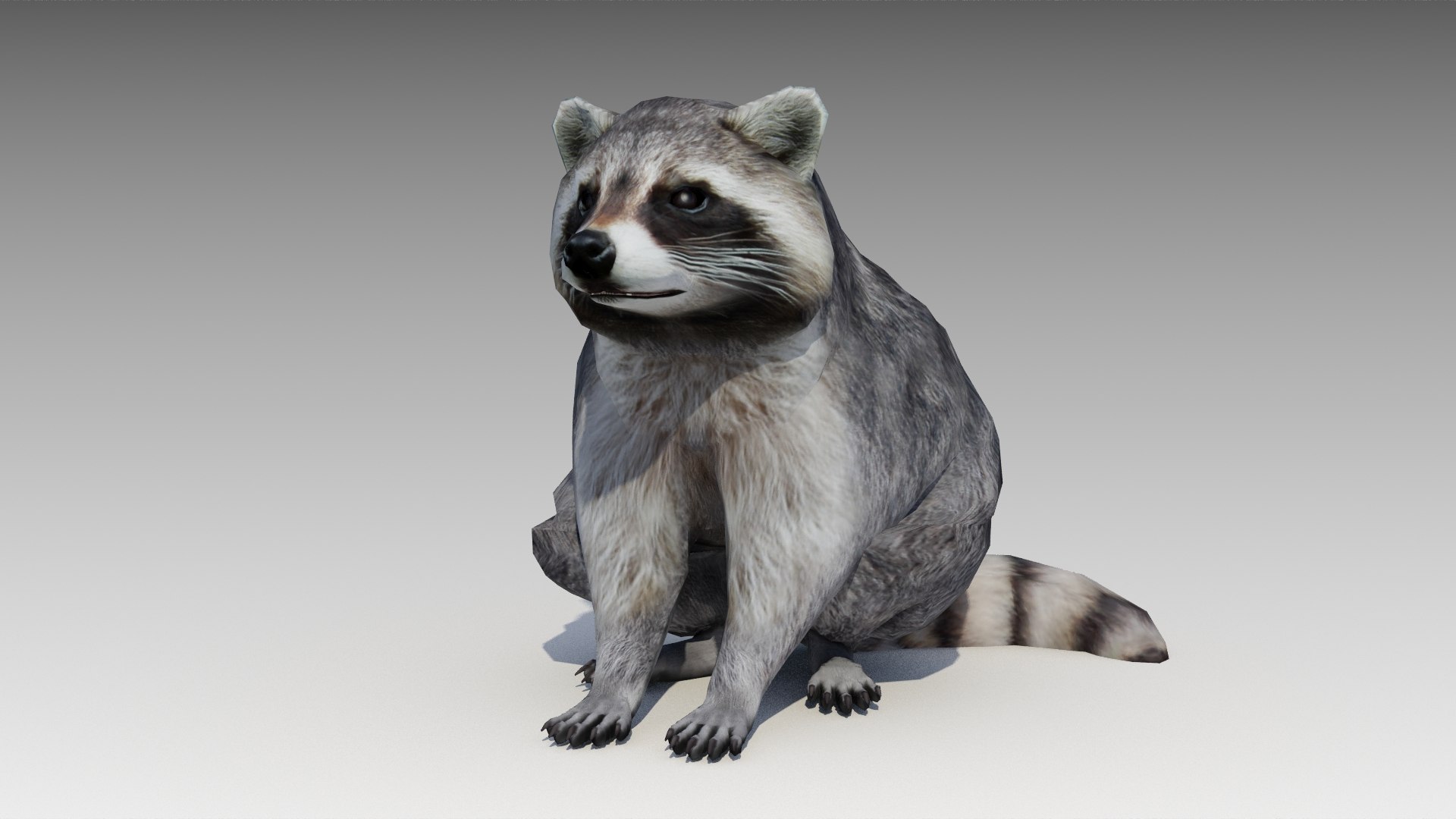 3D Raccoon Animations Model - TurboSquid 1603112