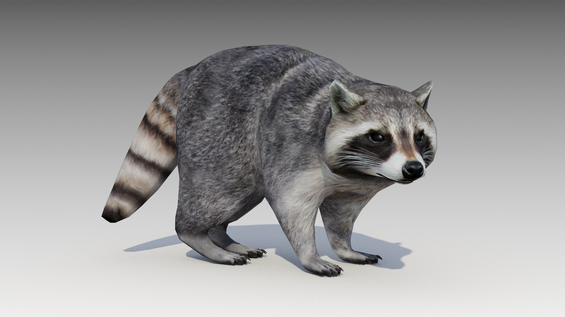 3D raccoon animations model - TurboSquid 1603112