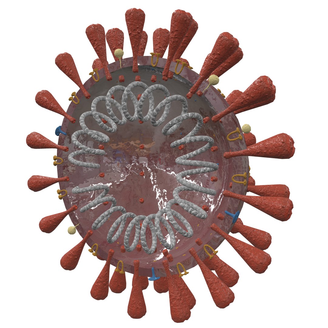 Coronavirus Virus Cell Model - TurboSquid 1519563