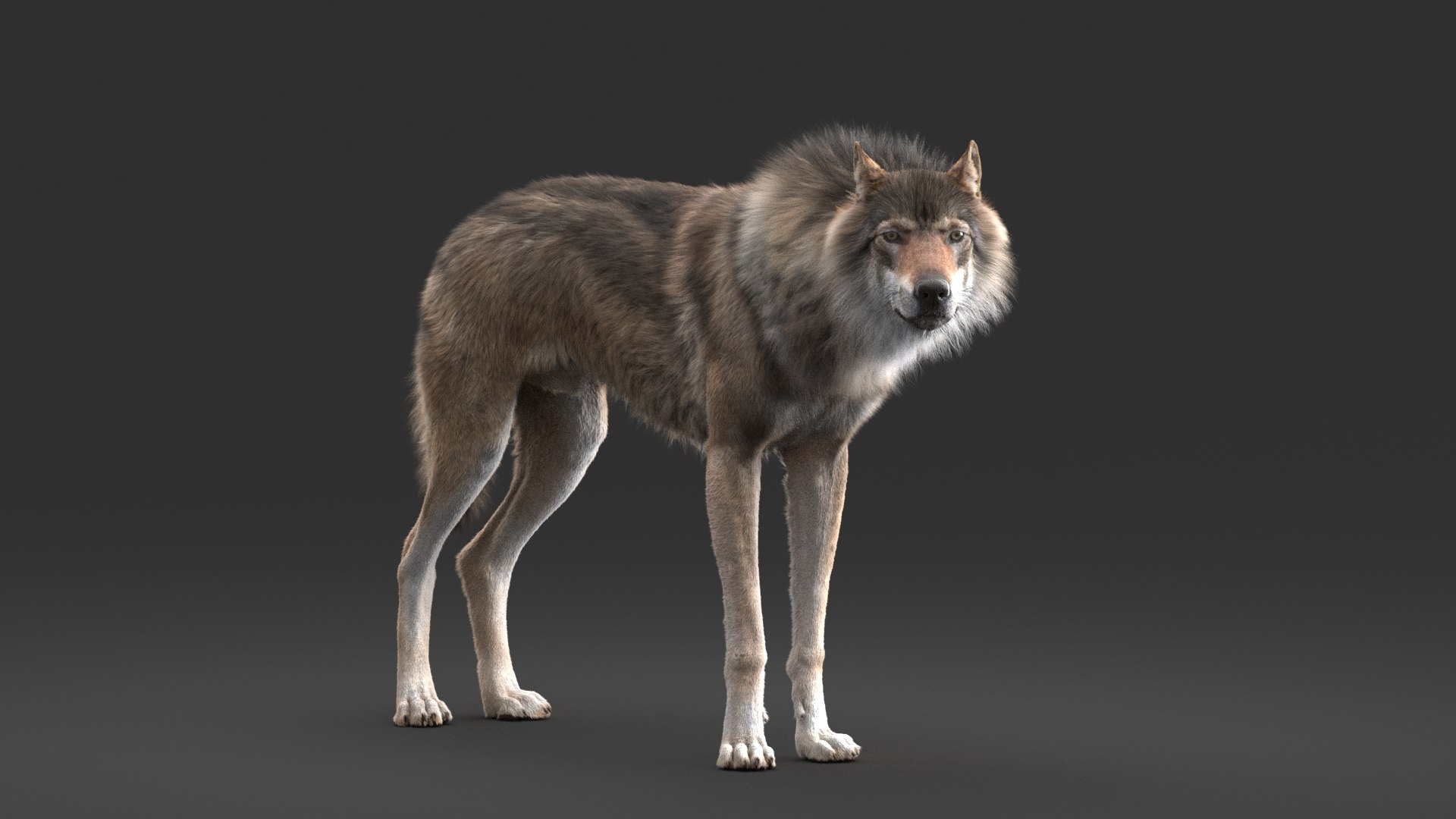 3D realistic rigged wolf - TurboSquid 1461942