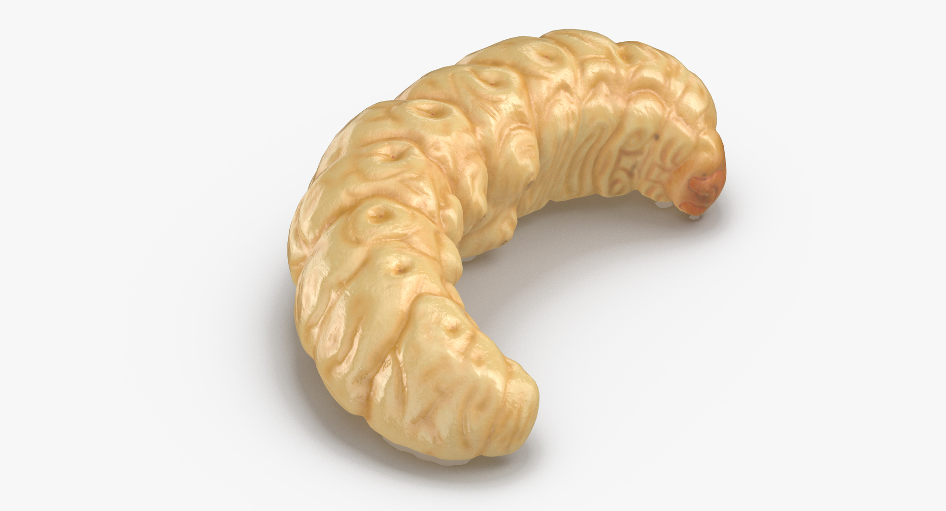 Maggot rolled 3D model - TurboSquid 1375527