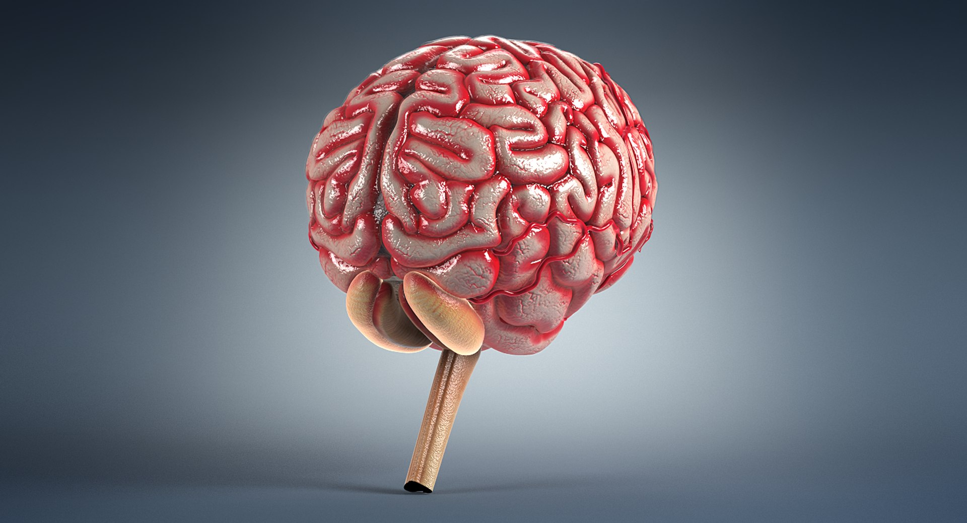 3d 3ds Brain Details