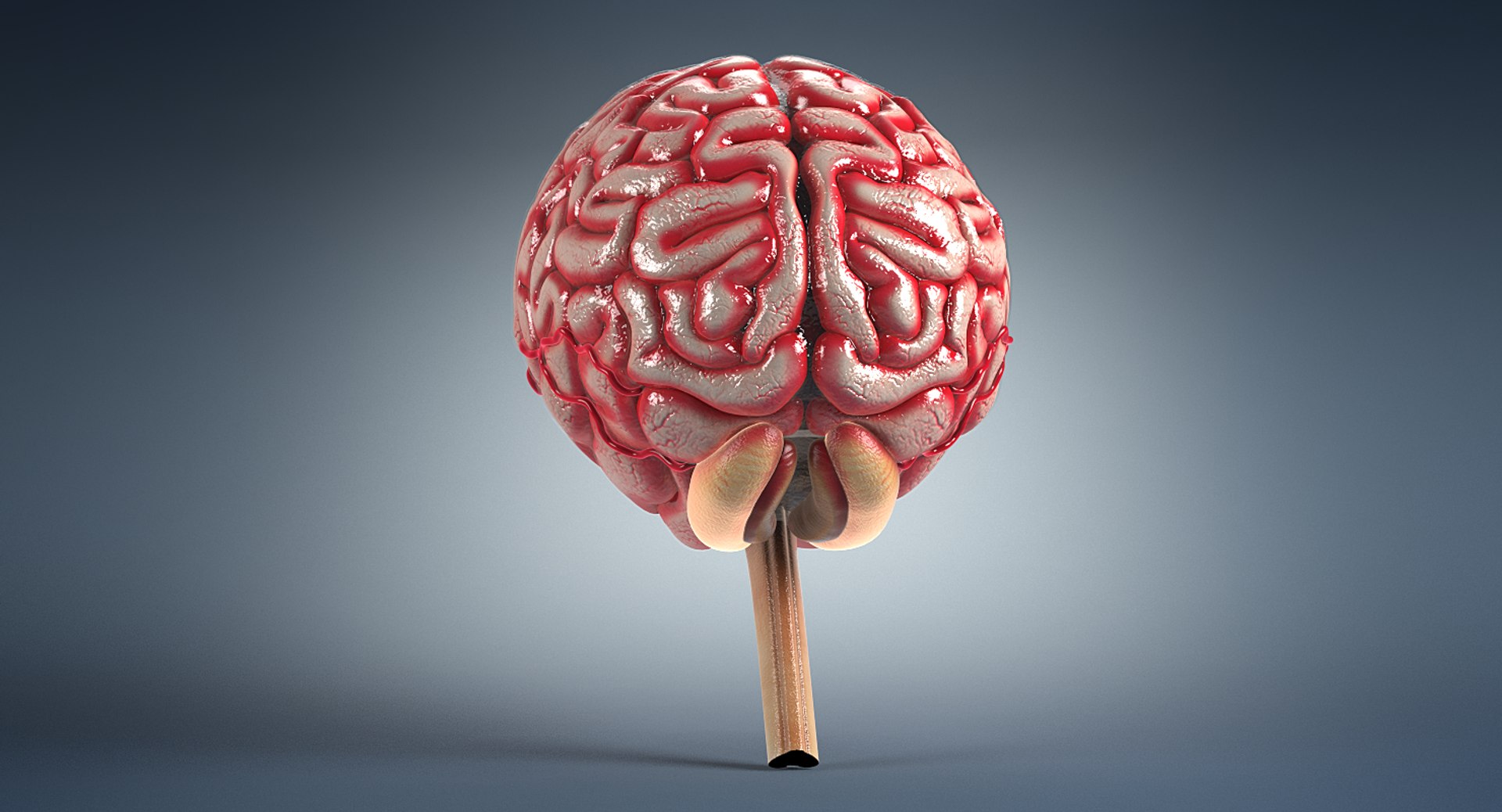 3d 3ds Brain Details